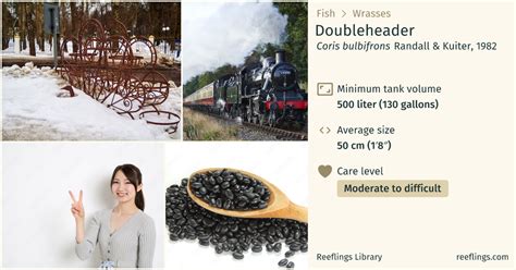 Doubleheader · Coris Bulbifrons · Reeflings Library