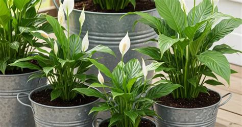 Master The Art Of Growing Peace Lilies In Pots Home Garden Tips