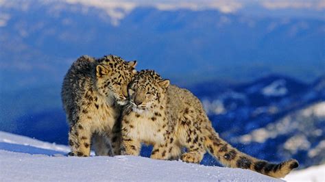Top 10 Facts About Snow Leopards Wwf