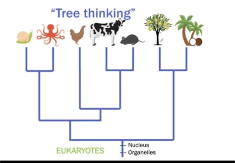 Lecture Tree Thinking Flashcards Quizlet