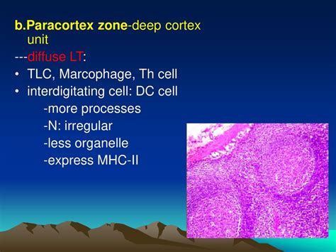 Chapter 10 Immune System Ppt Download