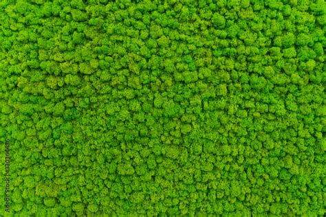 Moss Wall Texture