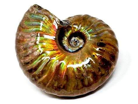 Fossils For Sale Buy Fossils Online At Madagascan Direct