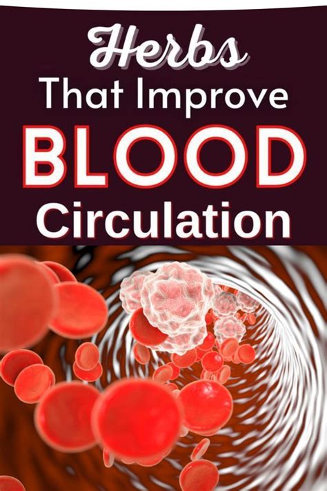 Herbs That Improve Circulation And Promote Healing Video Video