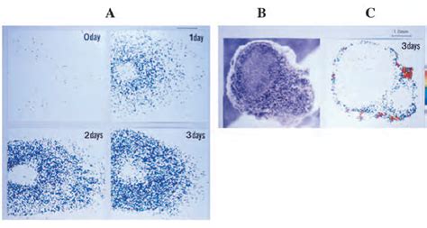Figure 17 From Effect Of Nitrate On Nodulation And Nitrogen Fixation Of
