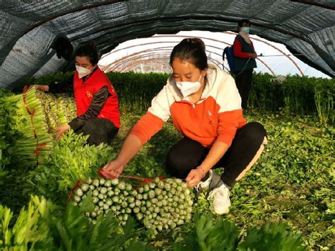 察布查尔大棚蔬菜喜丰收 助农销售促增收