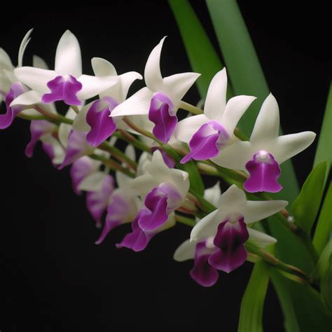 Dendrobium Stem Interstellar Plan Activate Your Super Powers