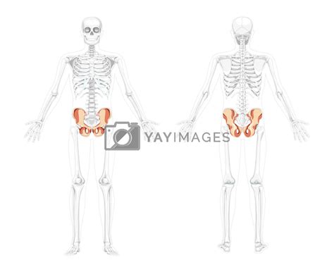 Skeleton Pelvis Hip Bone Human Front Back View With Two Arm Poses With