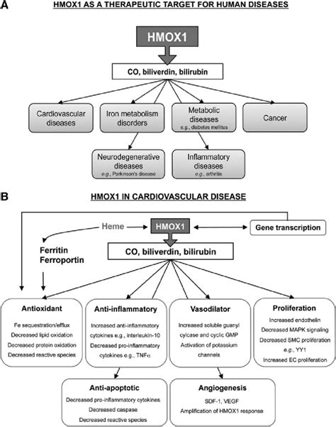 Protective Properties Of Hmox1 In Cardiovascular Diseases A Hmox1 Is