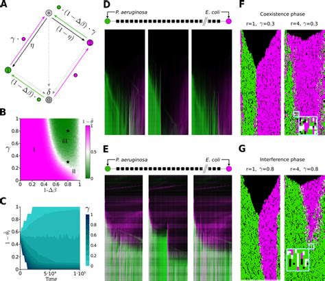 Insights From A Stochastic Spatial Model A Markov Chain Describing The Download Scientific