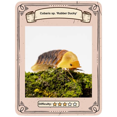 Collectible Isopod Card Cubaris Sp Rubber Ducky Shopee Philippines