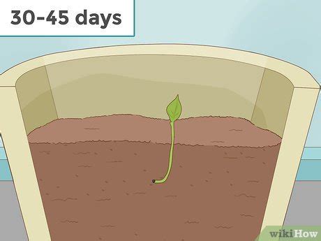 Cómo Cultivar Cardamomo 15 Pasos Con Imágenes
