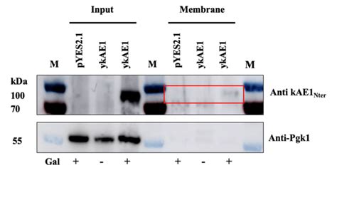 16 Cell Surface Biotinylation Of Wild Type Yeast Cells Expressing Download Scientific Diagram