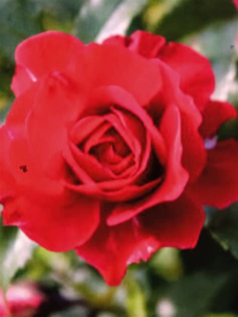 Swedish Massage By Friendly Masseuse In Oldbrook Buckinghamshire