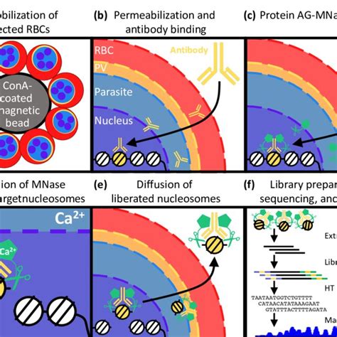 Overview Of Genome Wide Profiling Of Histone Modifications Using Cut And Download Scientific