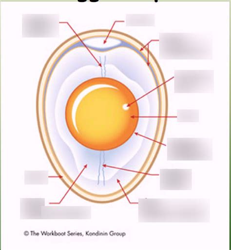 Chicken Egg Parts Diagram Diagram Quizlet