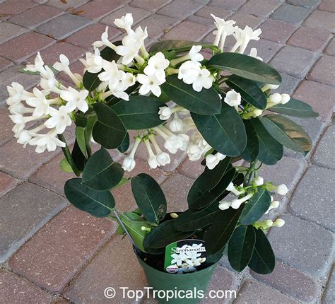 Stephanotis Flower Bouquet
