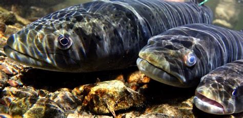 Siberian Taimen Hucho Taimen Declining Across Russia Mongolia And