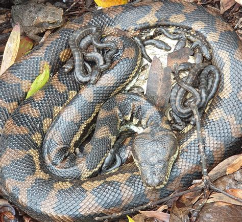 Snake Catchers Awed By Dozens Of Hatching Pythons