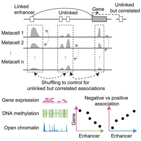 Robust Enhancer Gene Regulation Identified By Single Cell