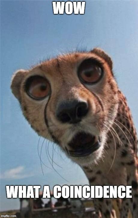 Incredulous Cheetah Imgflip
