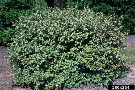 Shrub Elaeagnus At Maddison Loch Blog
