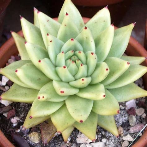200 Echeveria Types With Pictures Echeveria Identification Chart