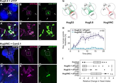 Effect Of Different Subclasses Of Hugin Neurons On The Motor Pattern