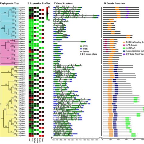 Phylogenetic Relationships Expression Profiles Gene Structure And Download Scientific Diagram