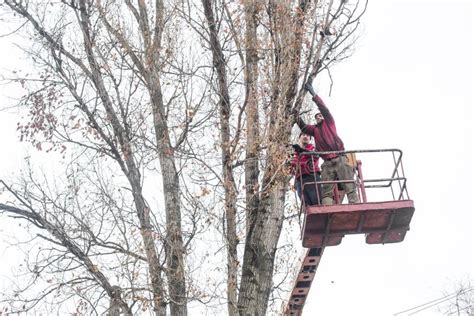 Workers In The Municipal Utilities Cut Tree Branches Trimming Tree Branches Interfering With