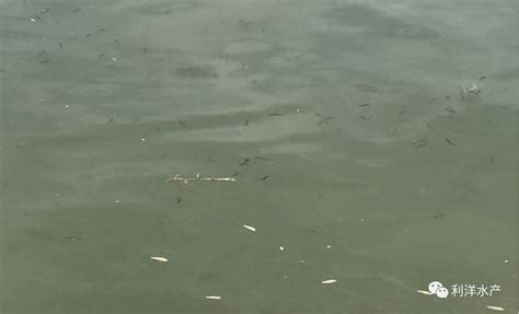 【鱼类专题】三种淡水鱼的病毒性神经坏死病发病池塘鱼苗