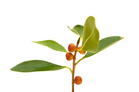 730 項ficus Microcarpa照片檔、圖片和免版稅影像 Istock