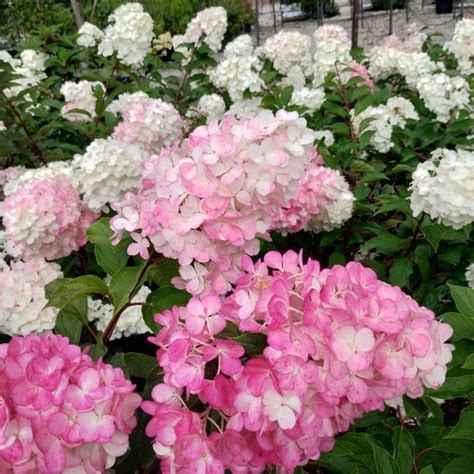 Hydrangea Paniculata Grandiflora Warners Nurseries