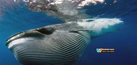 Brydes Whale Whales In The Red Sea How Many Are Left