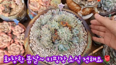 24310 화창한 봄날~🌹 키핑장 소식 전해요🌹 먼로 러블리로즈다육tv Youtube