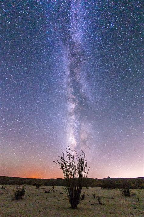 Milky Way And An Ocotillo In Anza Borrego Desert State Park Ocotillo