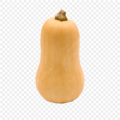 다양한 호박 무료 일러스트 Png 투명 레이어 소재 호박 Png 소재 꿀 호박 노란색 늑대 호박 Png 일러스트 및 Psd 이미지 무료 다운로드 Pngtree