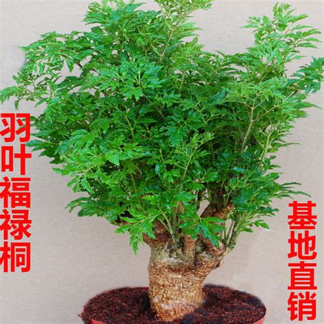 羽叶福禄桐盆栽客厅植物室内招财树桩盆景绿植四季常青净化空气虎窝淘