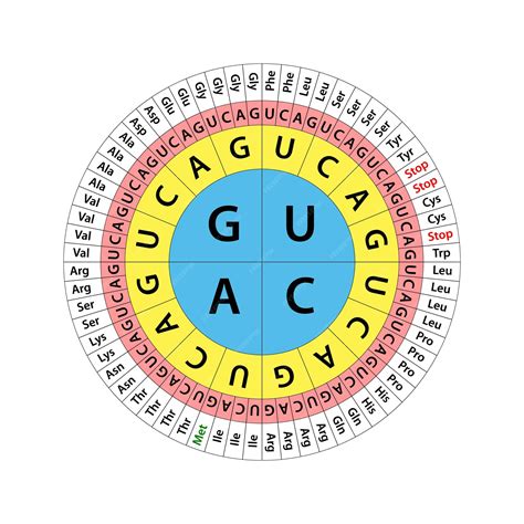 Premium Vector The Genetic Code Chart
