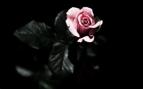 Dark Flower Wallpapers 4k Hd Backgrounds On Wallpaperbat