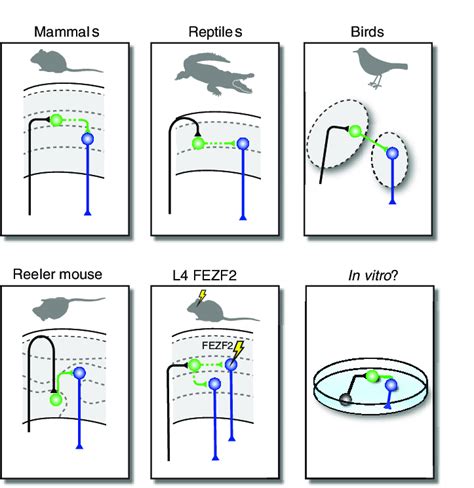 Self Organizing Properties Of Neocortical Neurons The Assembly Of Download Scientific