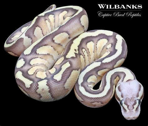 Butterfly Ball Python By Wilbanks Captive Bred Reptiles Morphmarket