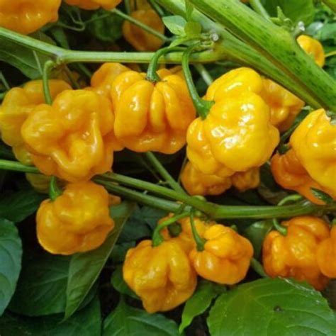 Jamaican Scotch Bonnet 3 Live Pepper Plant Jamaican Hot