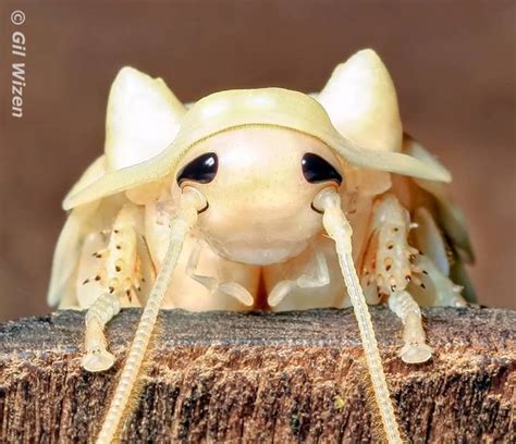 Adorable Cockroach Boing Boing