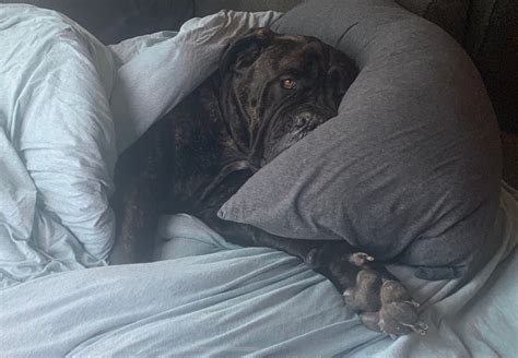 Deploying A Localhost Server With Nodejs And Expressjs By Matt Brice Javascript In Plain