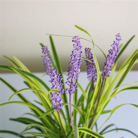 Monkey Grass Mashtal Garden Centers