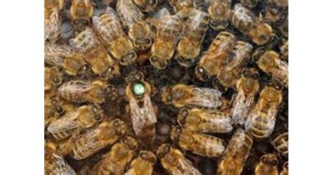 Семейството се зазимява с млада оплодена майка Български Фермер