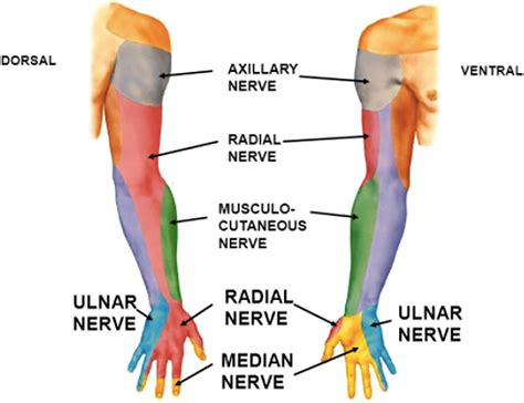 Axillary Nerve Distribution