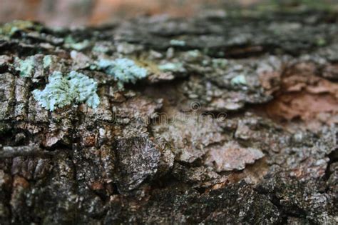 Texture And Detail Of Garden Wooden Trees Stock Image Image Of Geology City