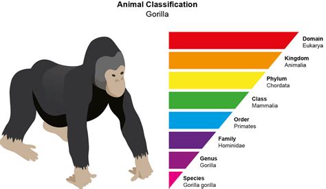 Classes Of Animals Animal Classification 3rd Grade American